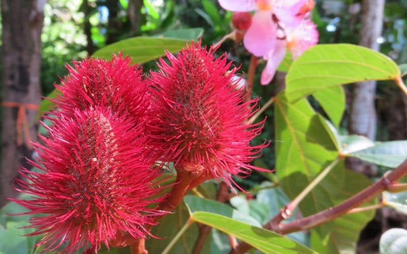 7 Stunning Oahu Botanical Gardens to Visit (2026)