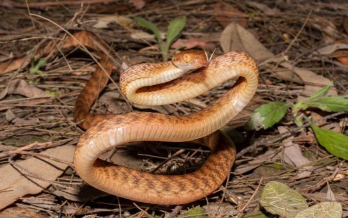 Are There Snakes in Hawaii? You'd Be Surprised! (2025)