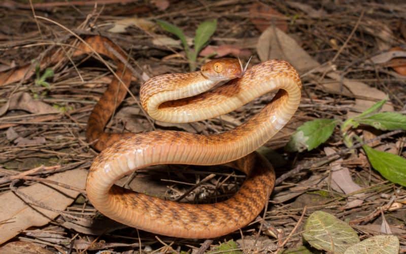 Are There Snakes in Hawaii? You'd Be Surprised! (2025)