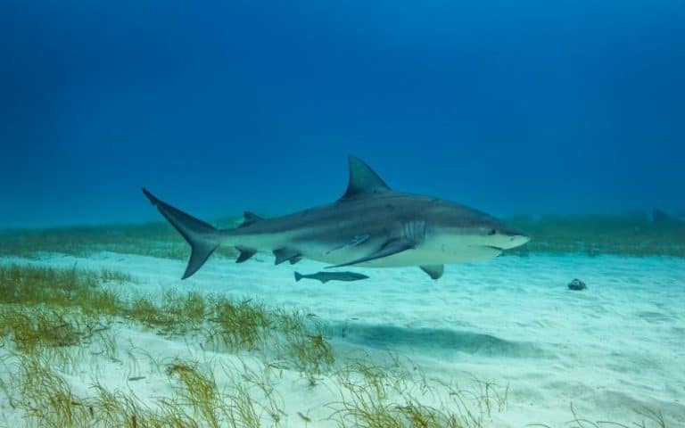 Are There Sharks in Cancun? You'd Be Surprised! (2026)